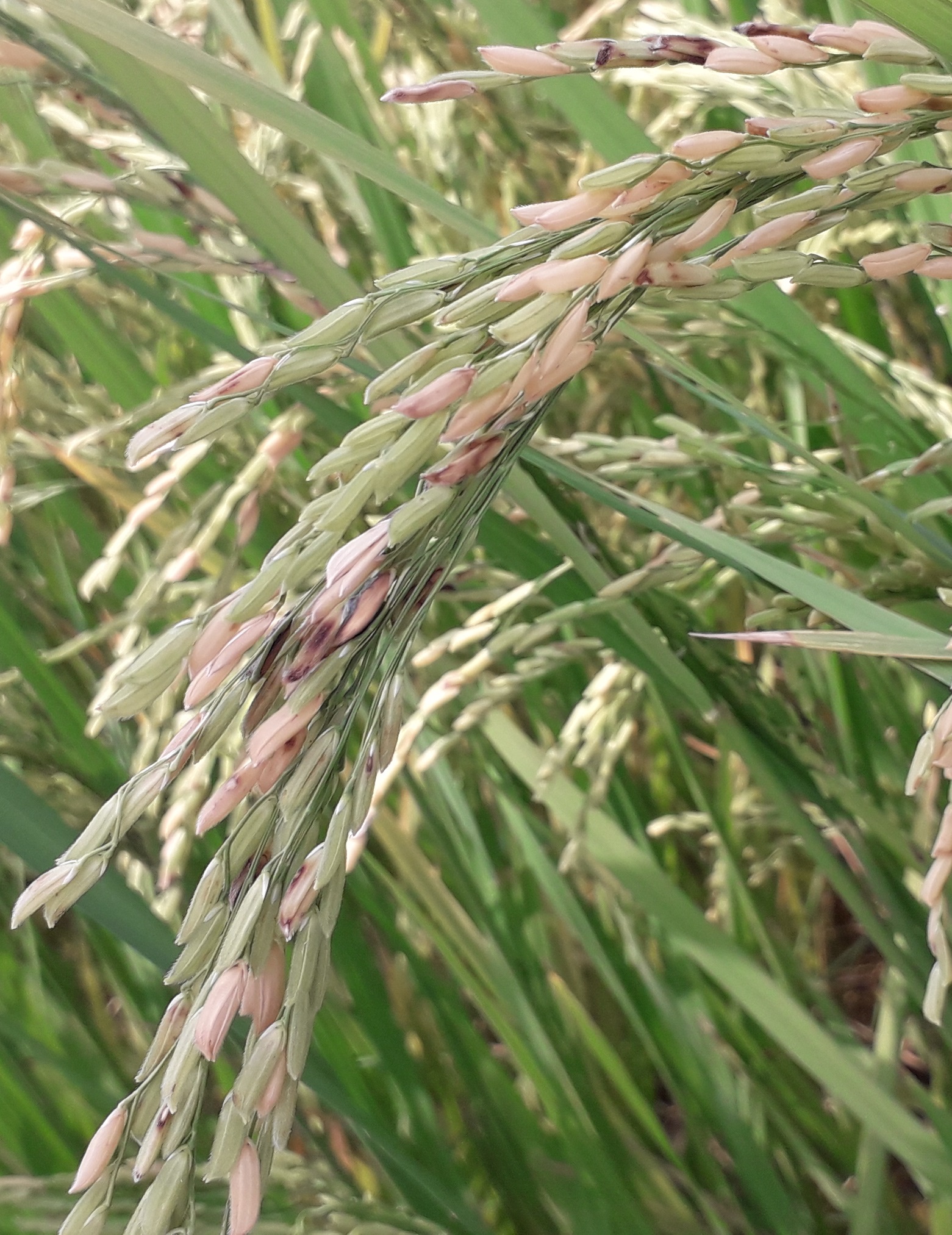 fungal blast in rice Classification Model by Image classification