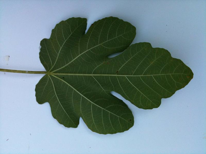 leaf Object Detection Dataset by Hojas