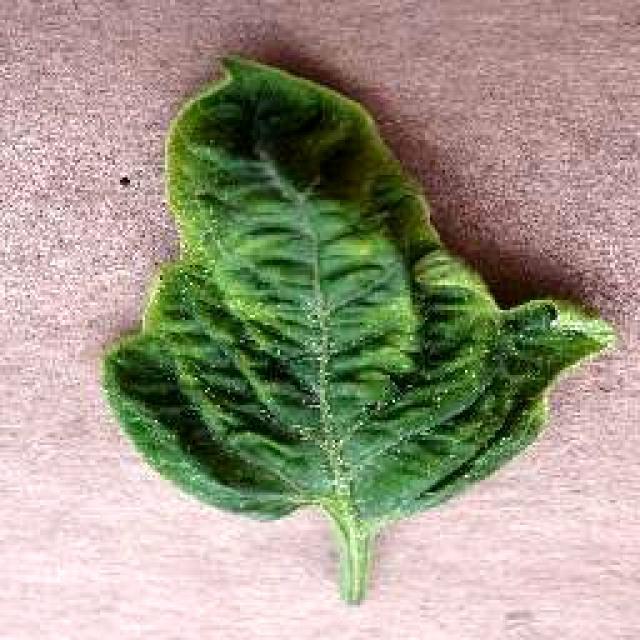 leaf-disease Object Detection Dataset and Pre-Trained Model by projects