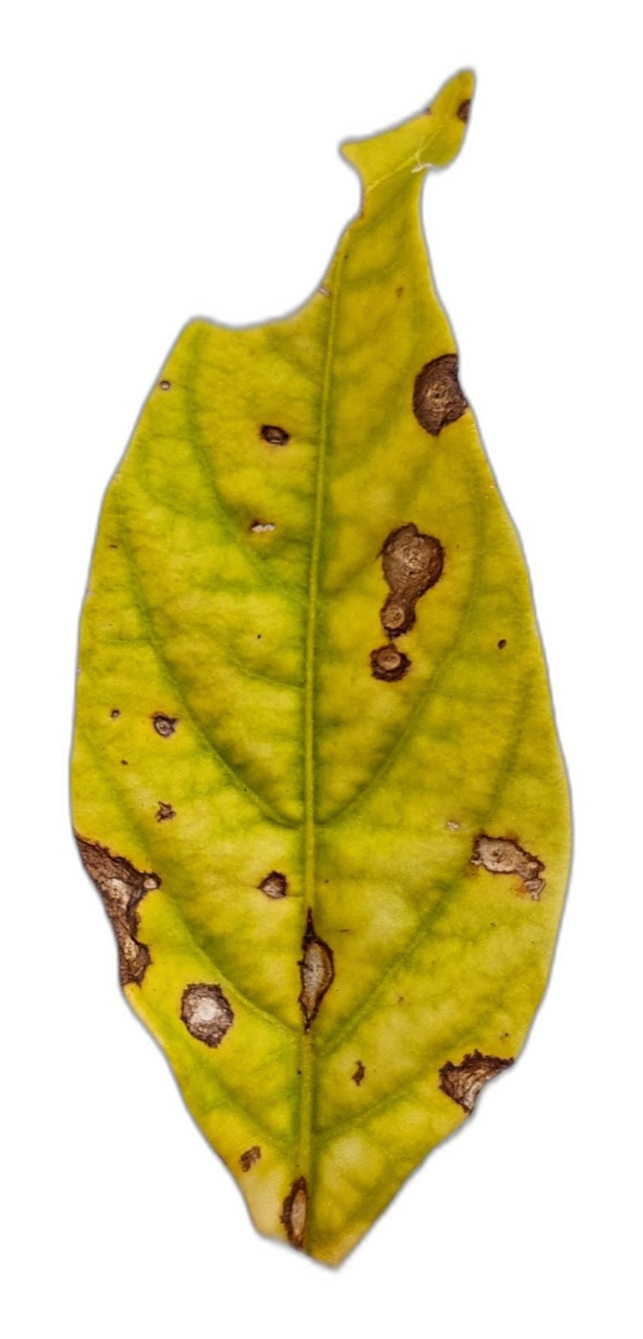 leaf_disease Object Detection Dataset by projects