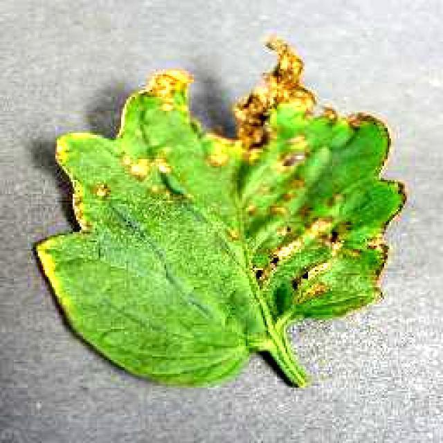 leaf_detection Object Detection Dataset by projects