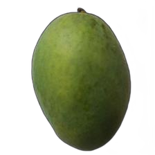 mango detection and counting Object Detection Dataset and Pre-Trained Model by quy