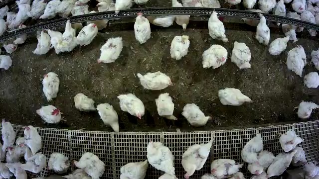 Breeder Chicken Behaviour Object Detection Dataset And Pre Trained Model By Piaas