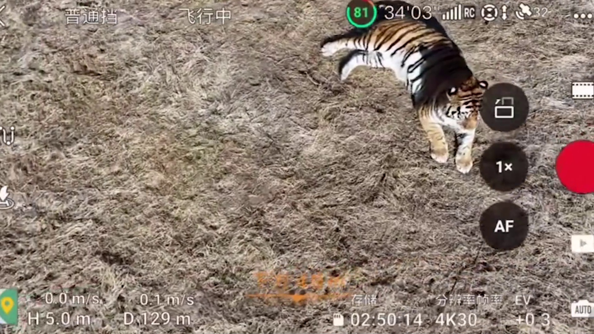 Amur Tiger Object Detection Dataset by data