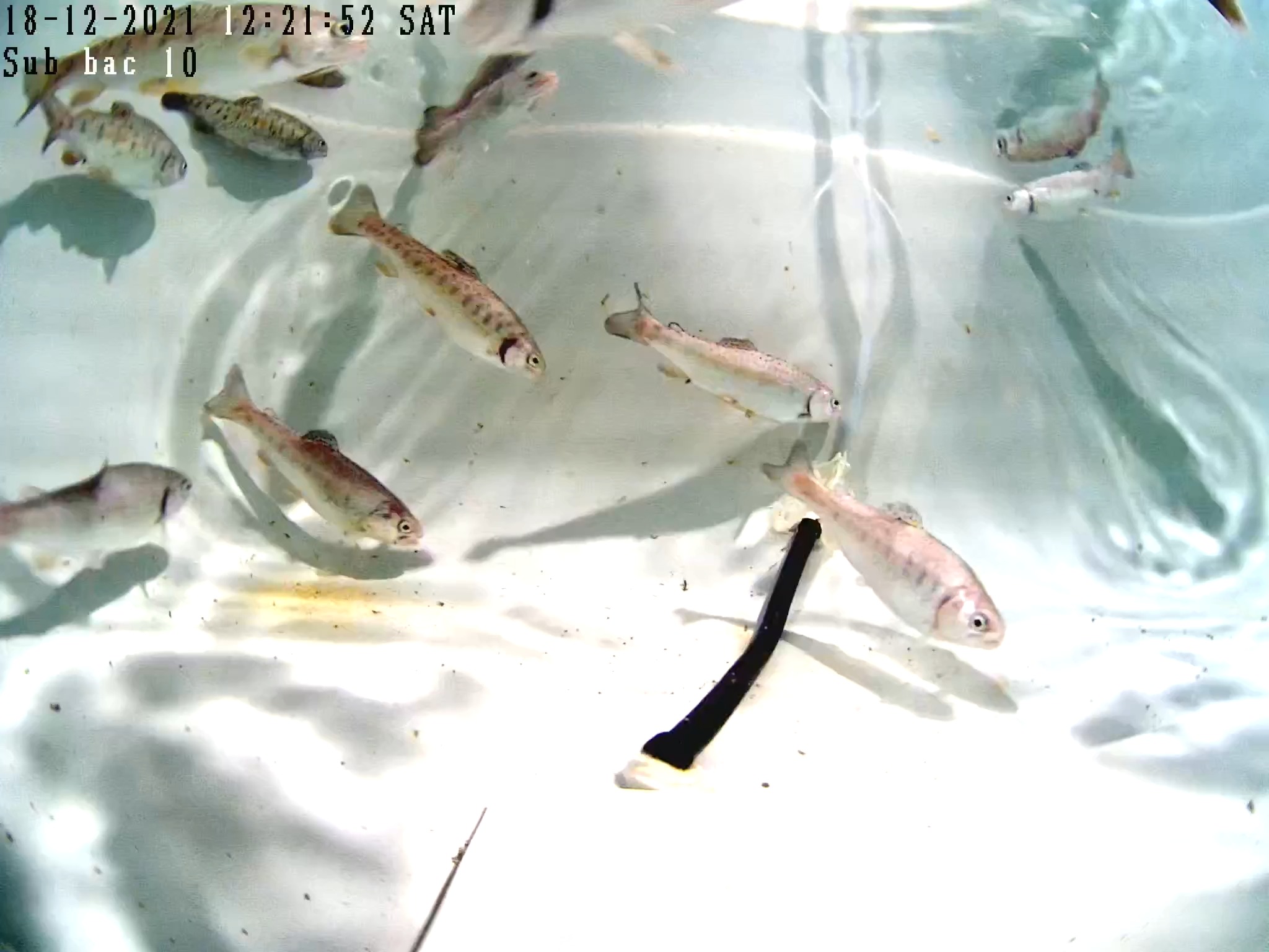 FishTracking - Roboflow Universe