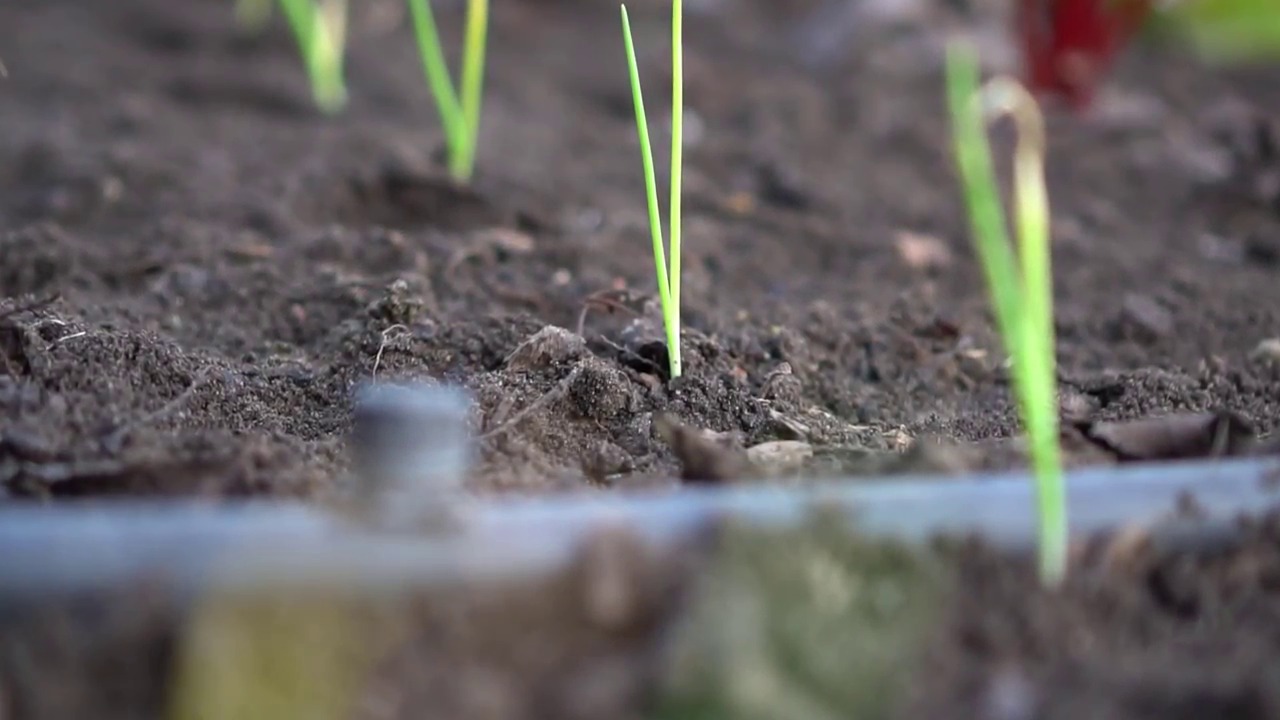 Onions Object Detection Dataset by Onions