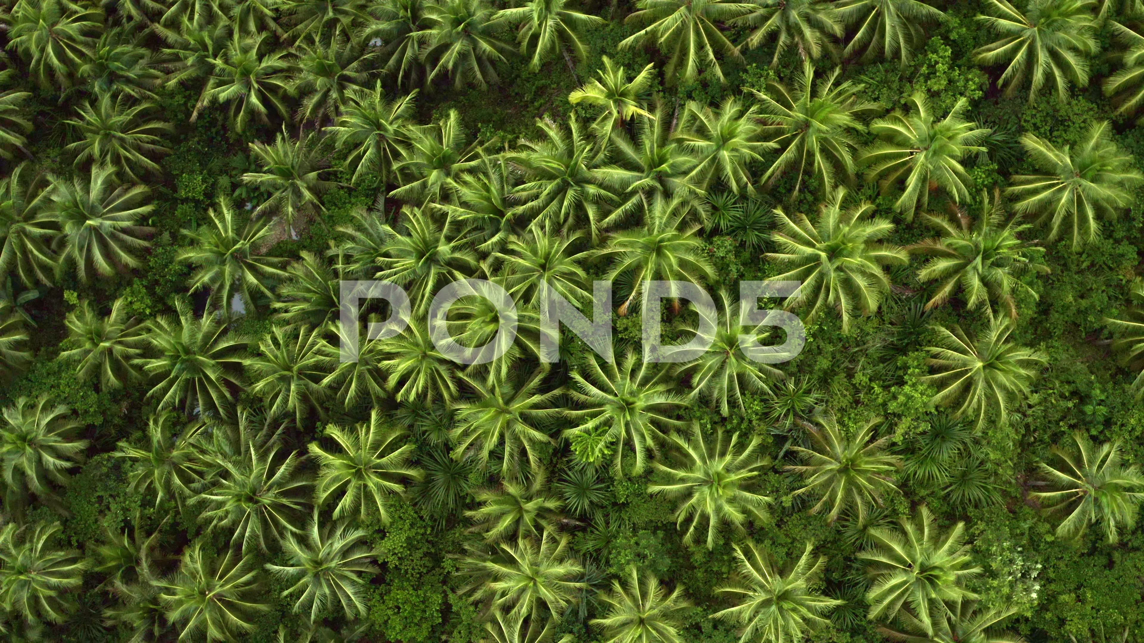 Island Tree Recognition - Roboflow Universe