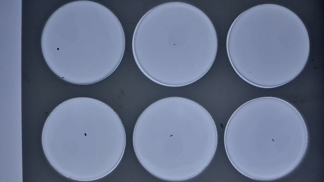 How to Use the Larvae Tracker Object Detection API