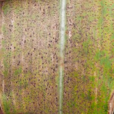 pearl millet Classification Model (v2, 2024-12-03 11:11pm) by leaf chalmers