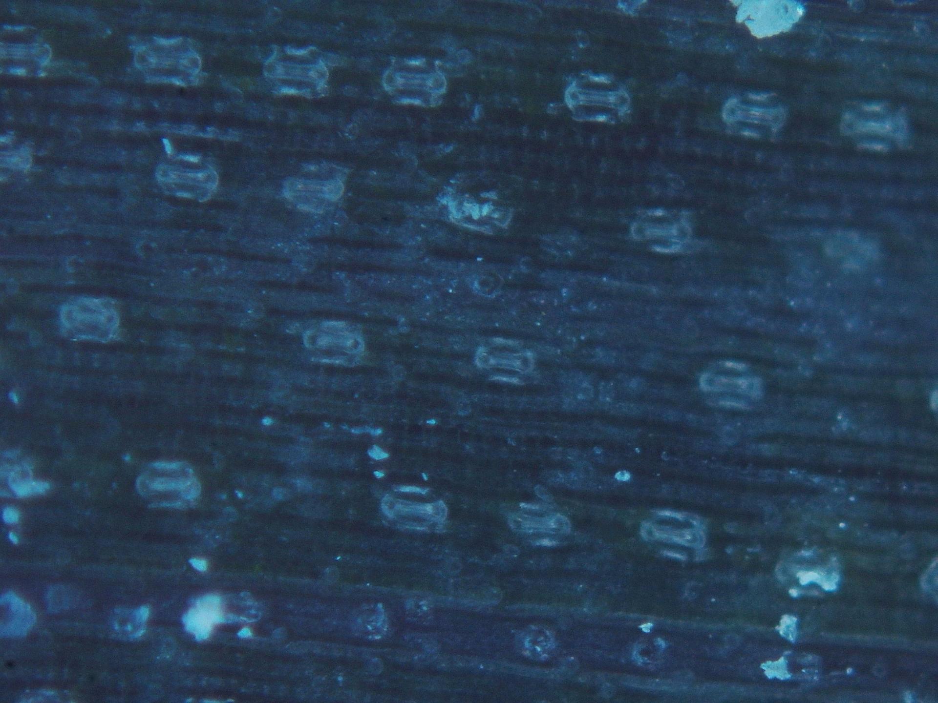 Wheat x400 edit Object Detection Dataset by new-workspace-ljdeo