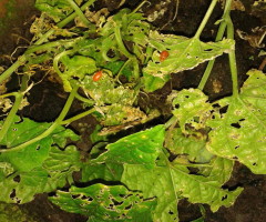 melon pest Object Detection Dataset and Pre-Trained Model by proyectos2024