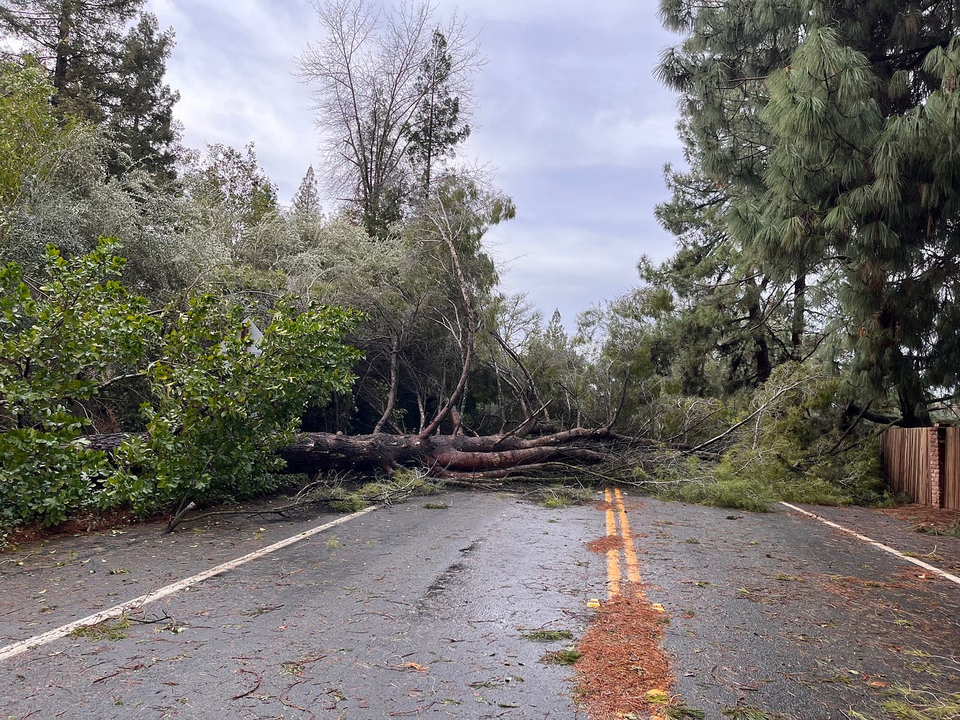 Fallen Trees Detection V1 Object Detection Dataset by Hazard Detection