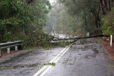 Fallen Tree Object Detection Model by Hazard Detection