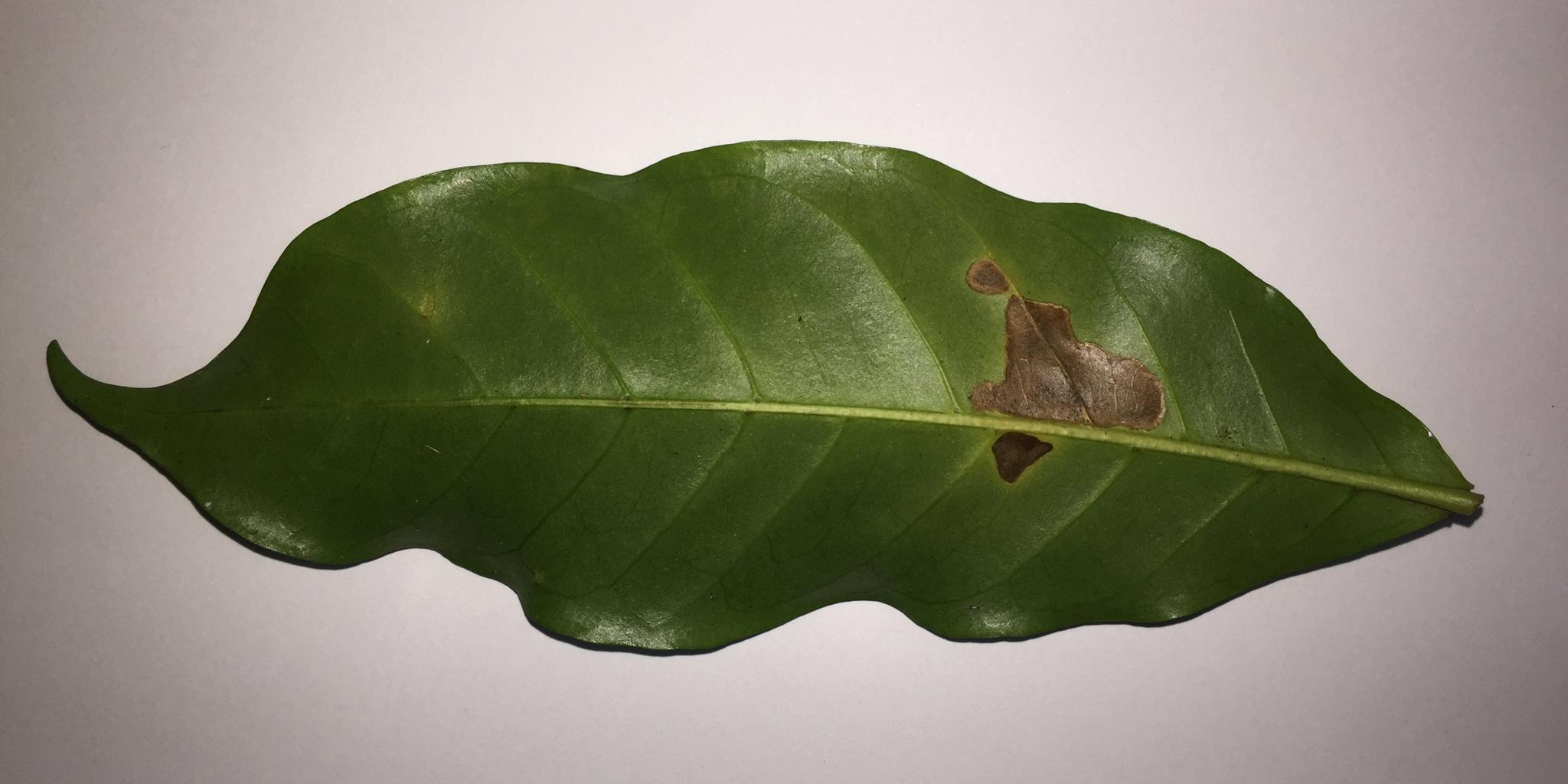 Bracol and DPCL Object Detection Model by Jonatan Fragoso