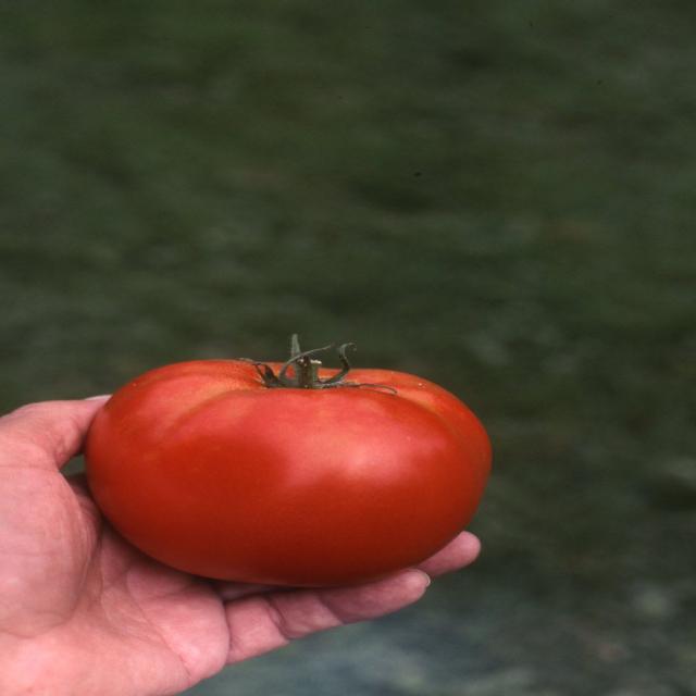 Tomato111 Object Detection Dataset And Pre Trained Model By Tomato