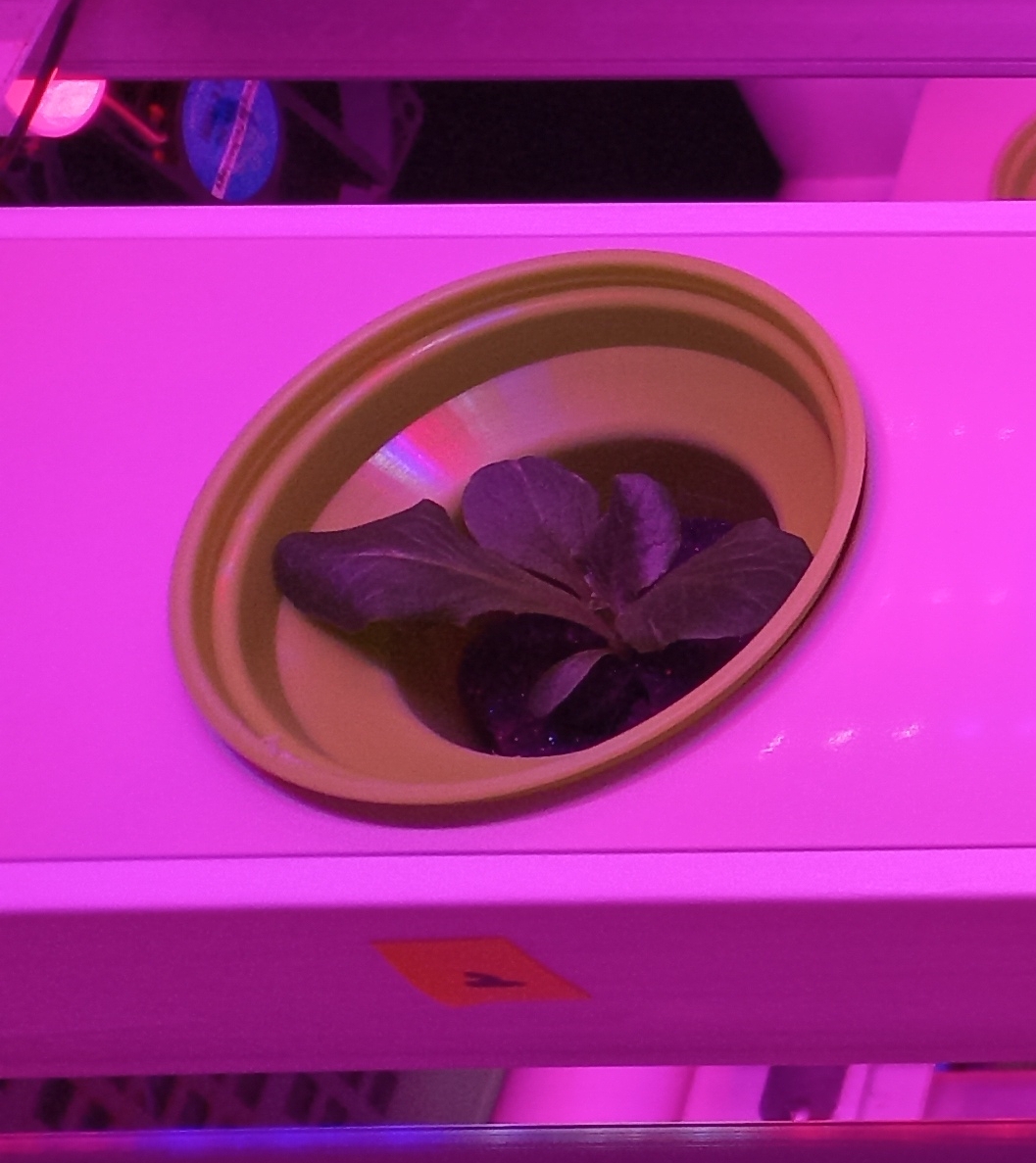 lettuce Object Detection Dataset and Pre-Trained Model by kyungbook