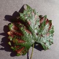 Grape Esca Object Detection Dataset by Samiuls Workspace 2