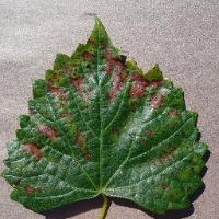 Grape Esca Object Detection Dataset by Samiuls Workspace 2