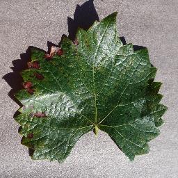 Grape Esca Object Detection Dataset by Samiuls Workspace 2