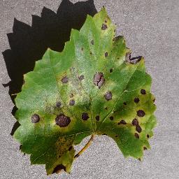 Grape Black Rot Object Detection Dataset by Samiuls Workspace 2