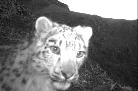 snow leopard Object Detection Dataset by animalclassification
