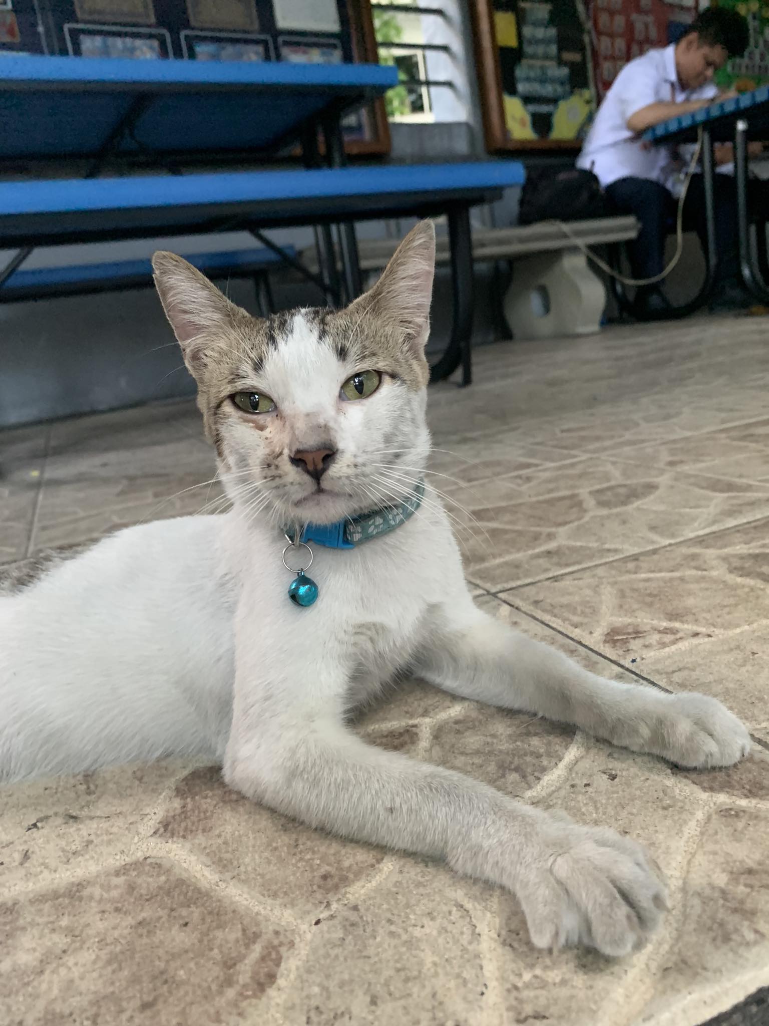 Cat Skin Object Detection Dataset V2 2024 09 24 2 49pm By Catscan