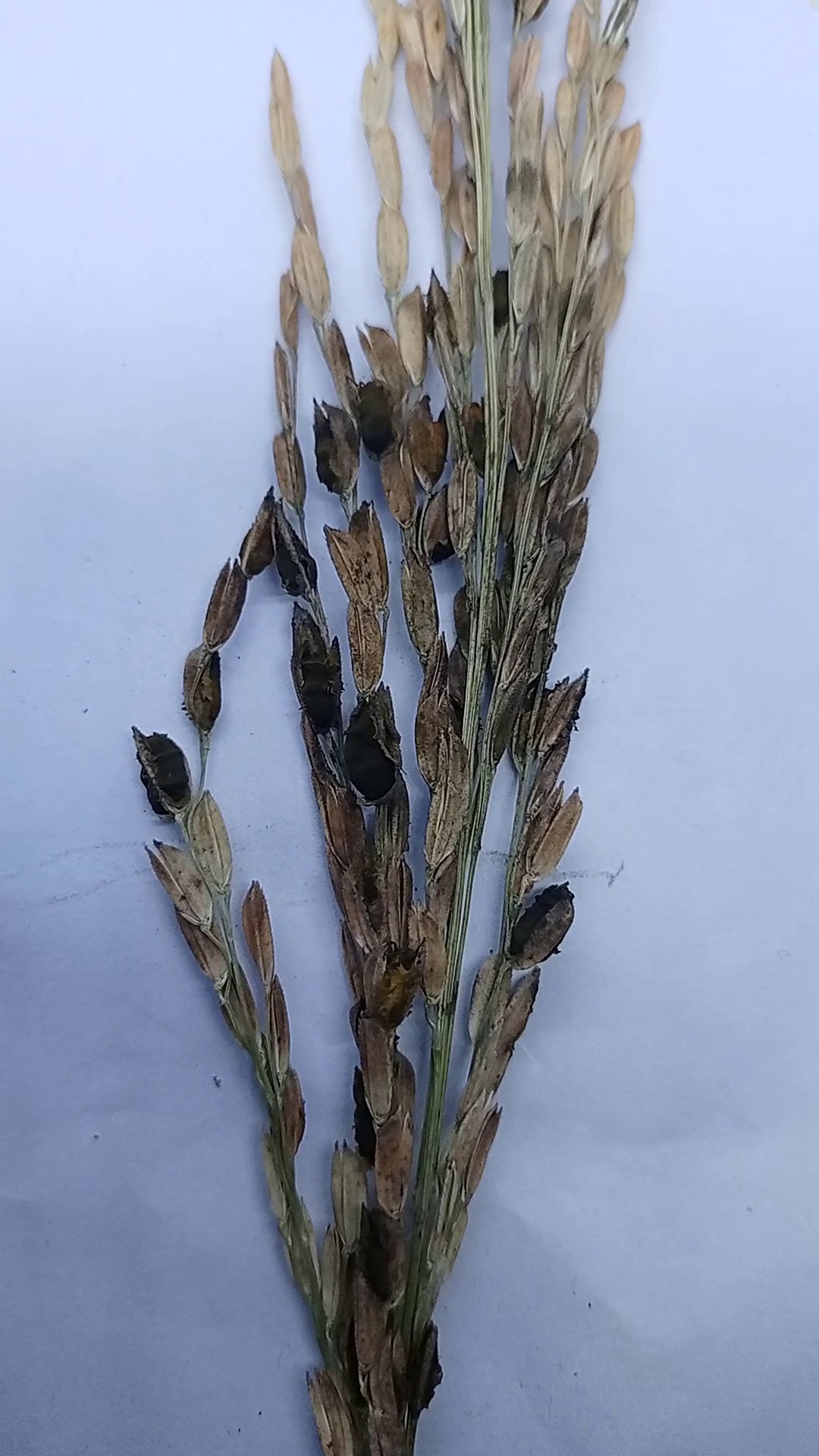 paddy_ Object Detection Dataset by machineimplement58data