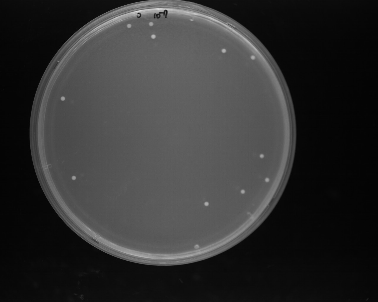 Cell Counting Object Detection Dataset By Ems Random Mutagenesis