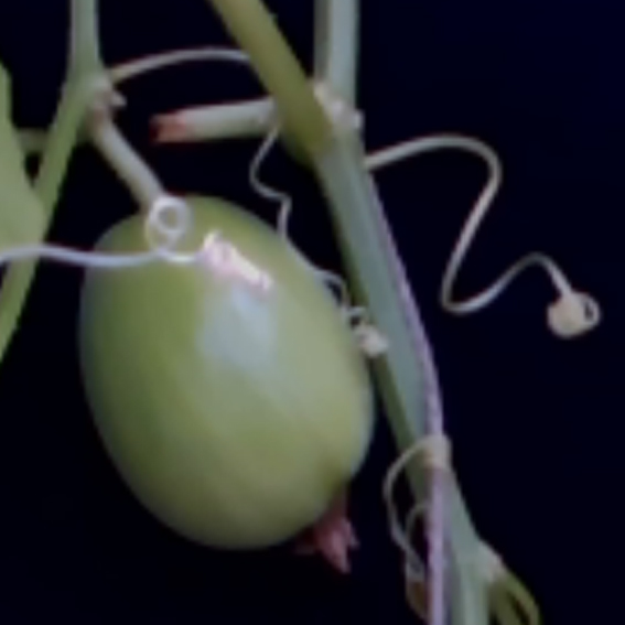 Melon-fruits Object Detection Dataset and Pre-Trained Model by Andriawan firmansyah