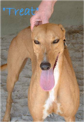 Dog and Cat Face Detection Object Detection Dataset and Pre-Trained Model by jccalugasupeduph