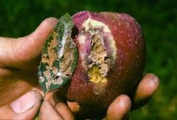 Fruits Defect Detection (fruits-defect-detection-hqw2k) - Roboflow Universe