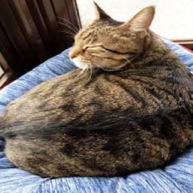 Cat classification Classification Dataset and Pre-Trained Model by Aarya