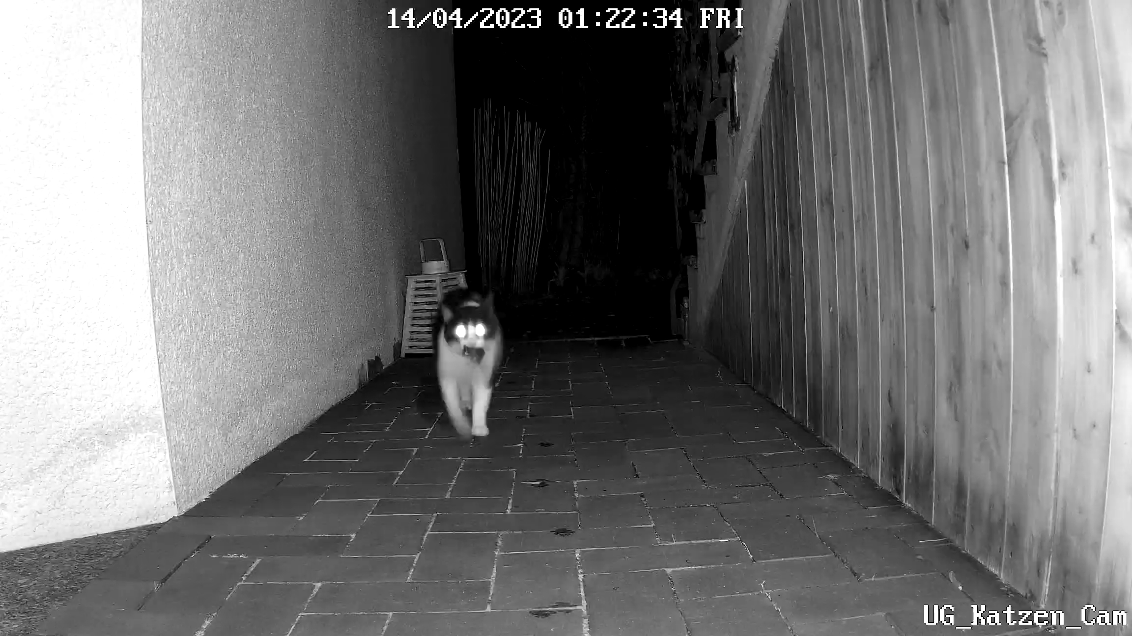 Raccoon Detection Object Detection Dataset By Raccoon