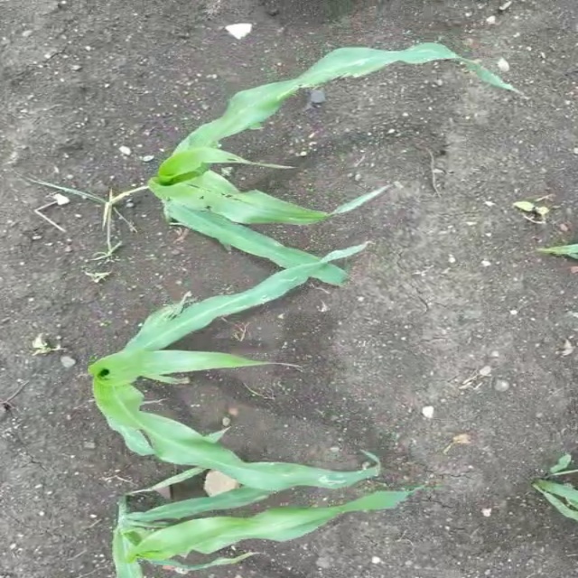 Maize Dataset Instance Segmentation Dataset by WORRKSPACE