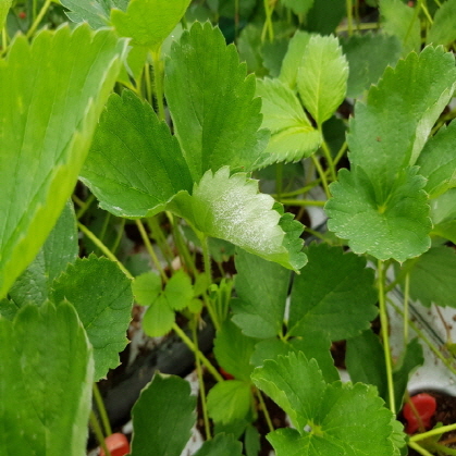 strawberry Instance Segmentation Model by PitiCha