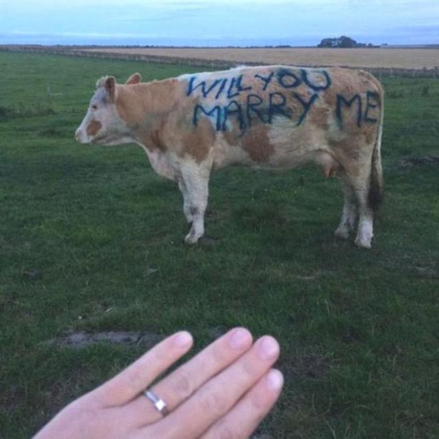 Cow detector Object Detection Model by My AI Project