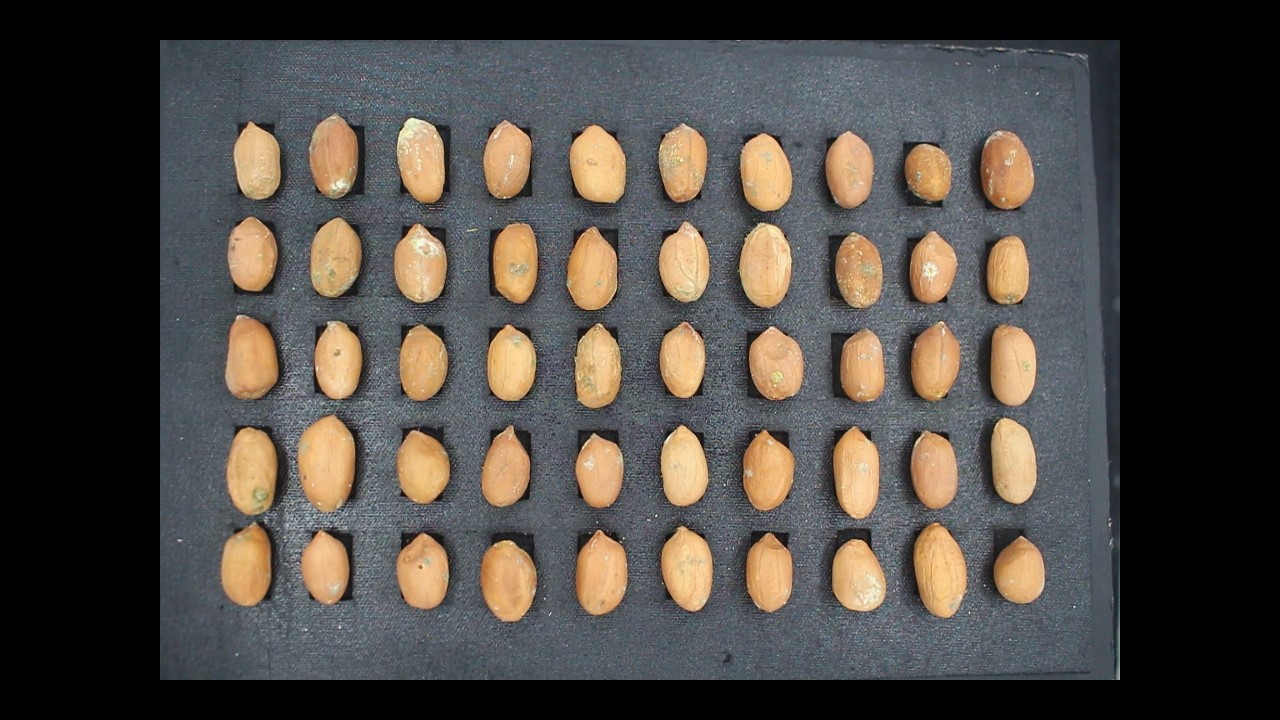 Peanuts Object Detection Dataset By Molds