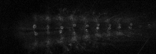 Ca2+ Motor Neuron Detector Instance Segmentation Dataset and Pre-Trained Model by Wayne LabGym