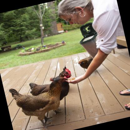 chickens with people Object Detection Dataset by Syed Mohiuddin