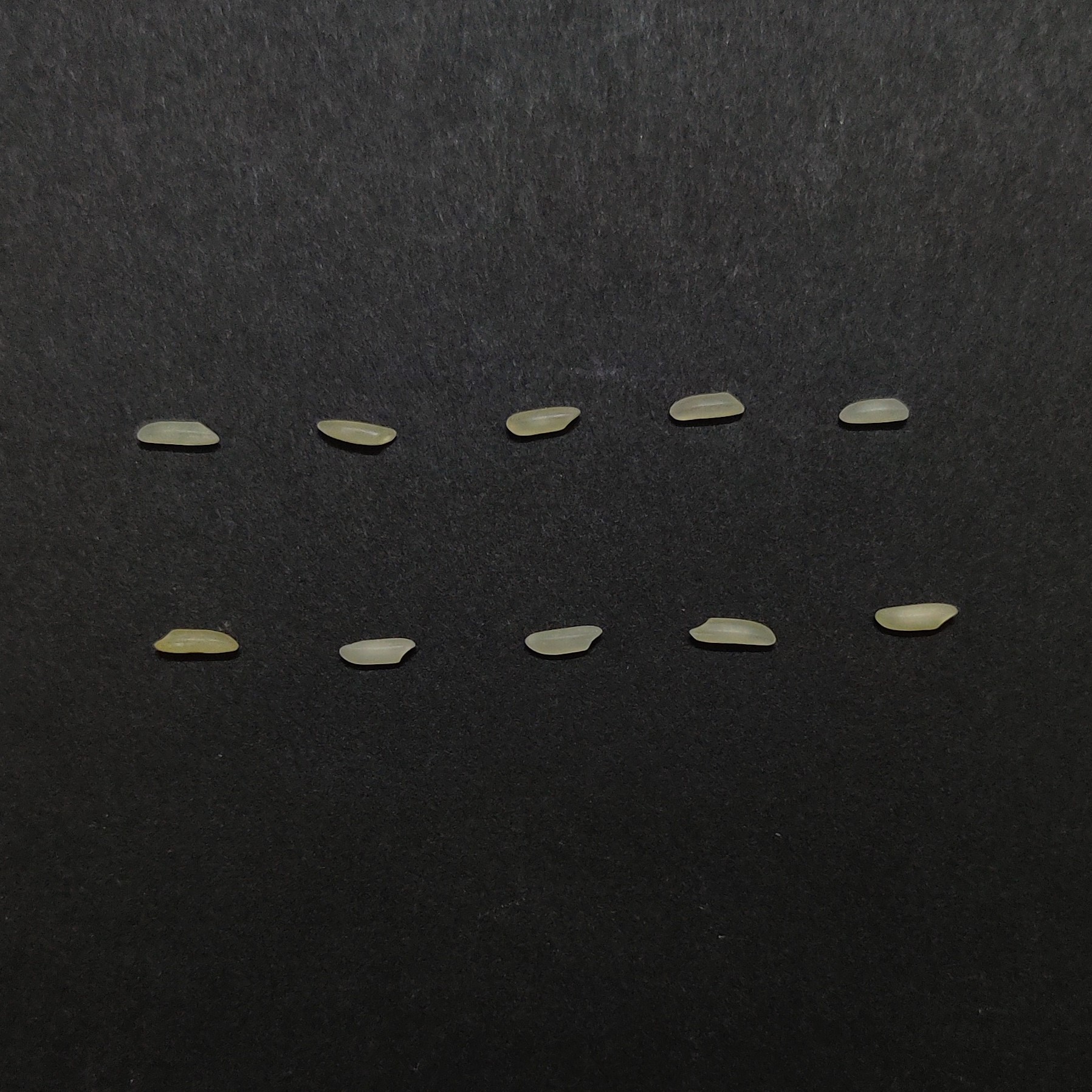 Rice_v1 Object Detection Dataset by Syed Mohiuddin