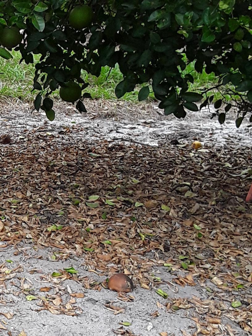 fseg Instance Segmentation Dataset by Citrus