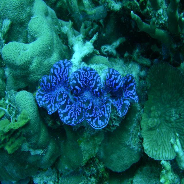 Clam Keypoint Detection Model by a2tech