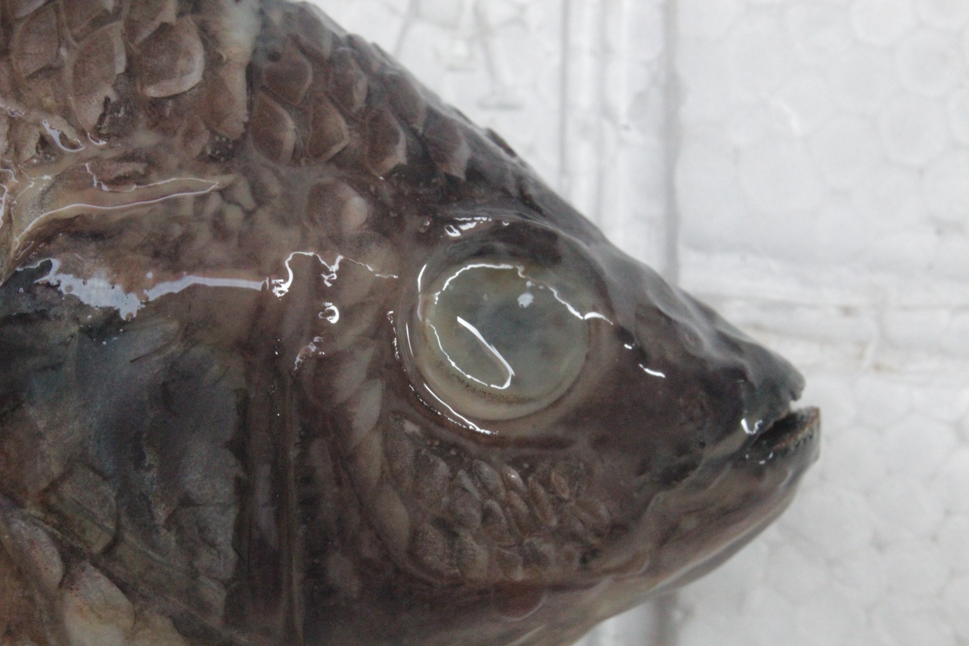 Freshness Detection of Nile Tilapia Object Detection Dataset and Pre-Trained Model by Jassu