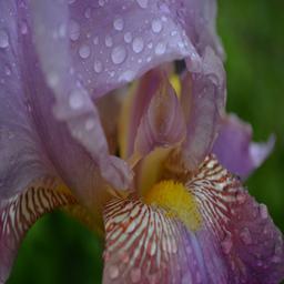 iris Object Detection Model by flower