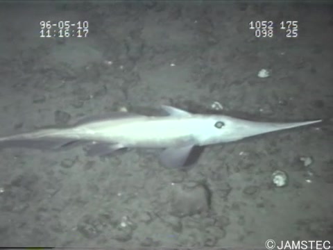 Underwater garbage detection Object Detection Dataset by Aligarh Muslim University