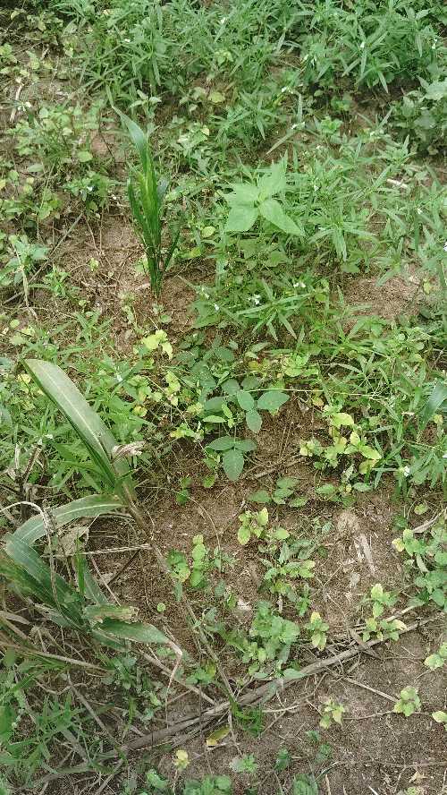 MAIZE Classification Model by CM