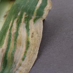 Top Corn_leaf_rust Datasets and Models | Roboflow Universe