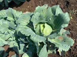 cabbage AI all Object Detection Model by KINDAI UNIVERSITY