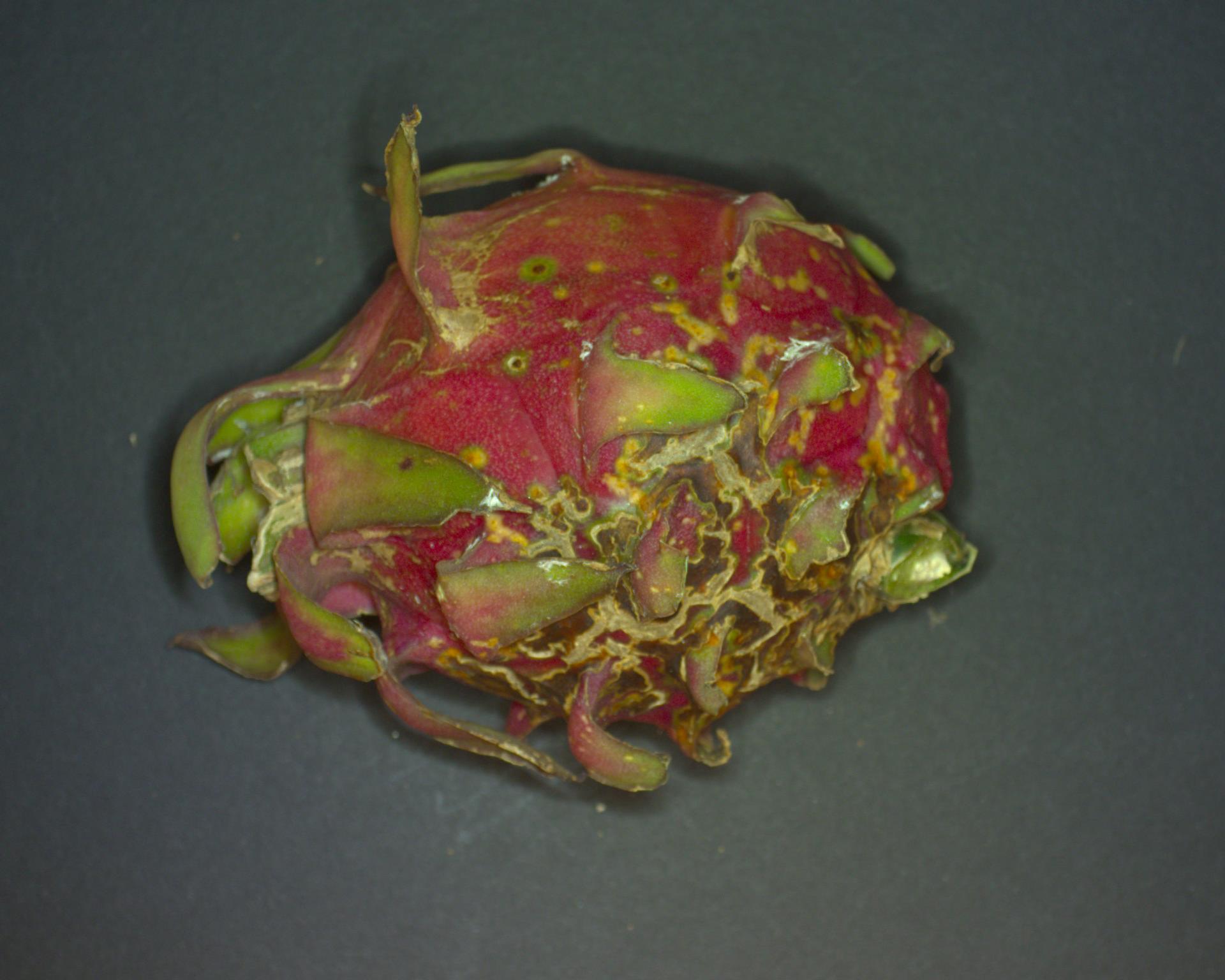 Cracked Object Detection Dataset By Dragon Fruit