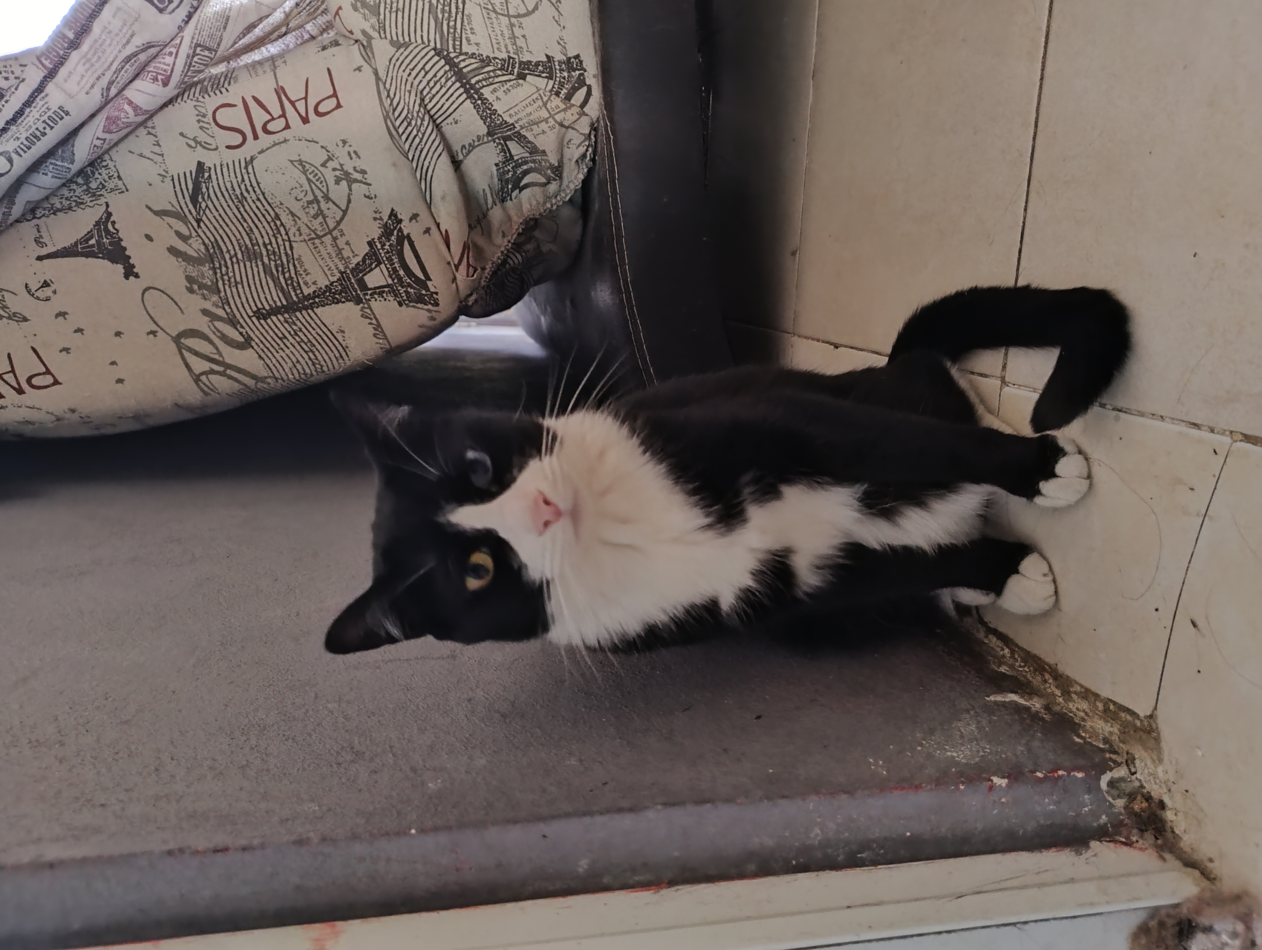 TT_V2 Object Detection Dataset and Pre-Trained Model by TTFurrLove